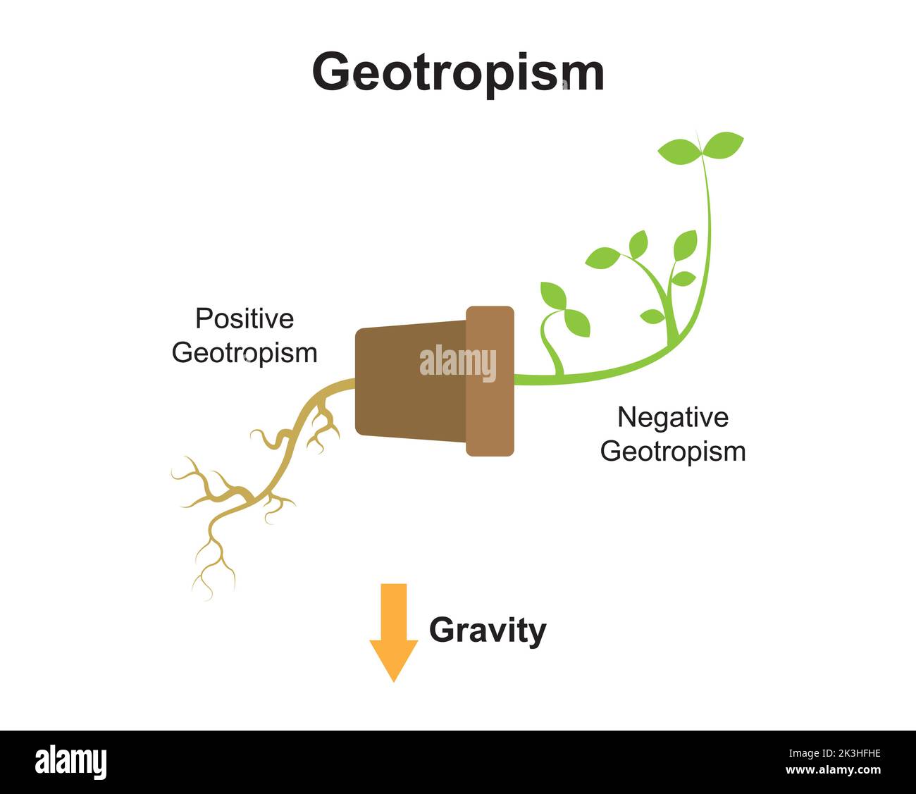 Progettazione scientifica del processo di Geotropismo (Gravitropismo ...