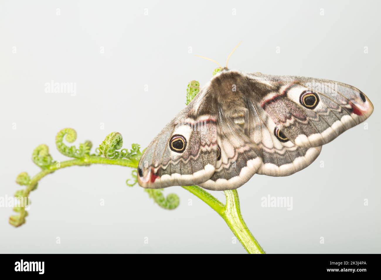Sfondo pallido falena imperatore immagini e fotografie stock ad alta ...
