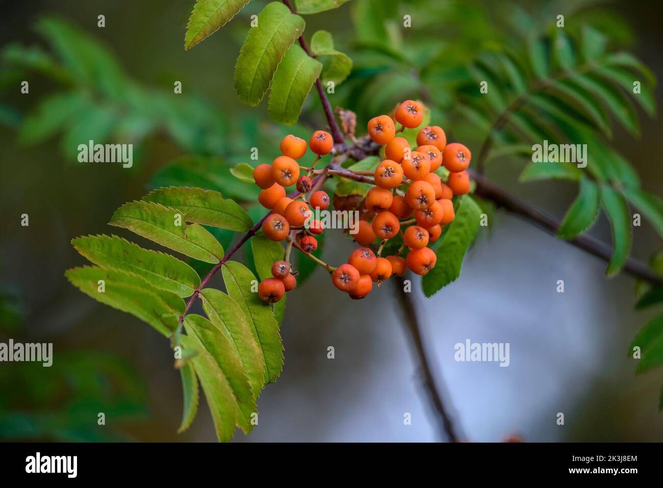 Serbal de los cazadores immagini e fotografie stock ad alta risoluzione ...