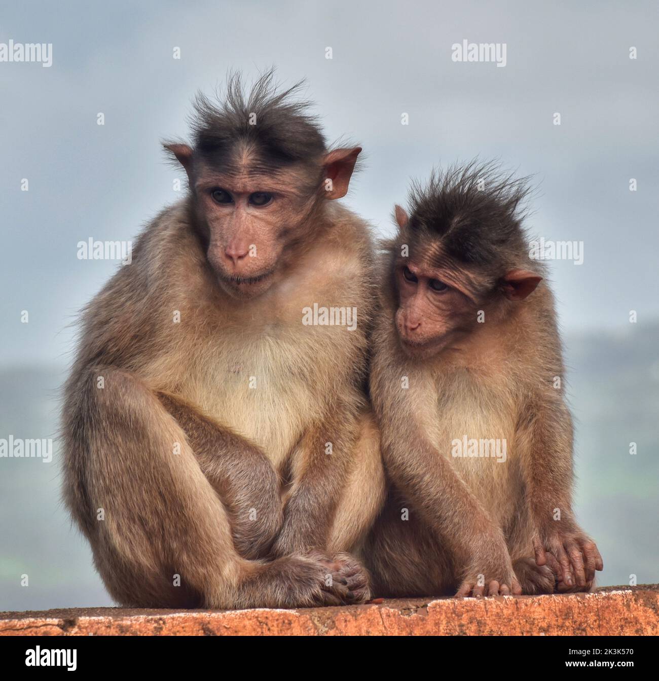 Scimmie carine immagini e fotografie stock ad alta risoluzione - Alamy