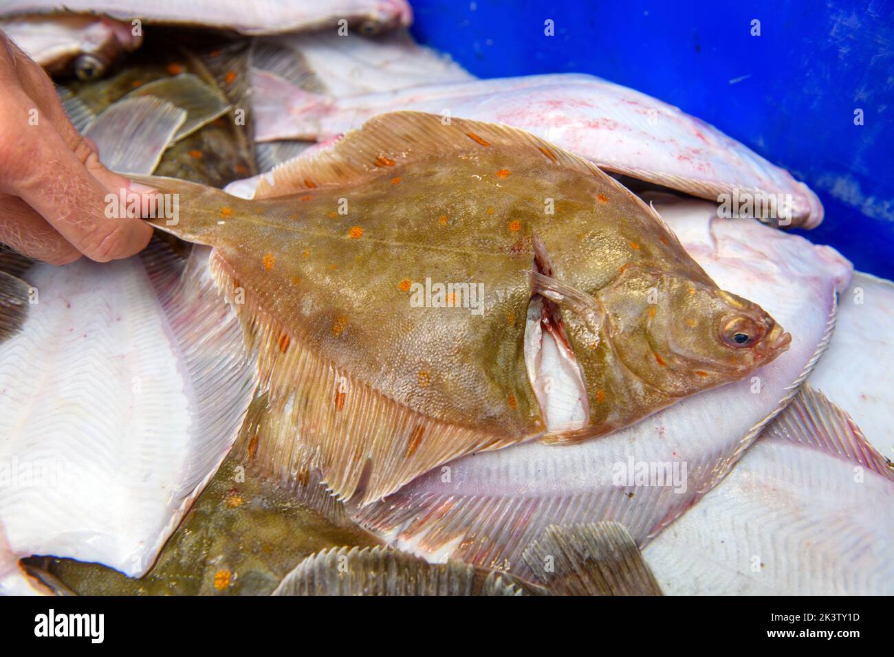 Pesce passera europea immagini e fotografie stock ad alta risoluzione ...