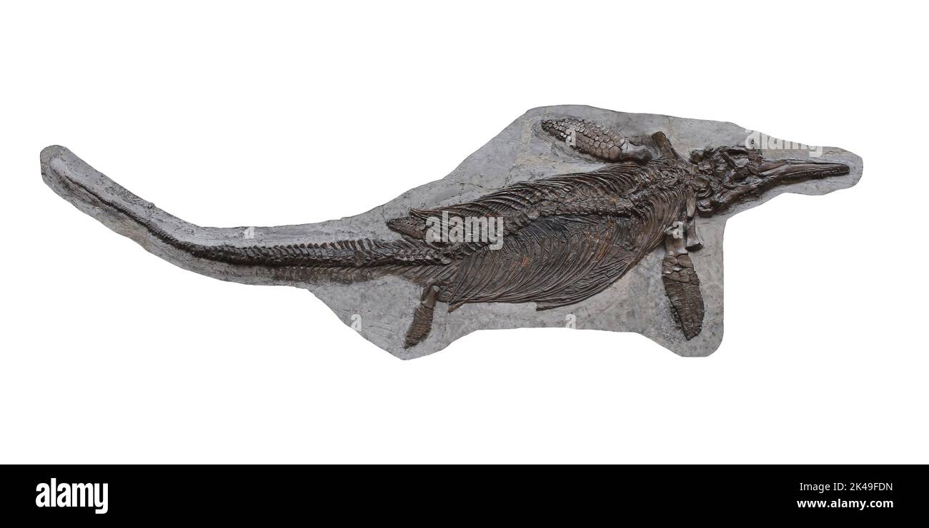 Mary anning ittiosauro immagini e fotografie stock ad alta risoluzione ...