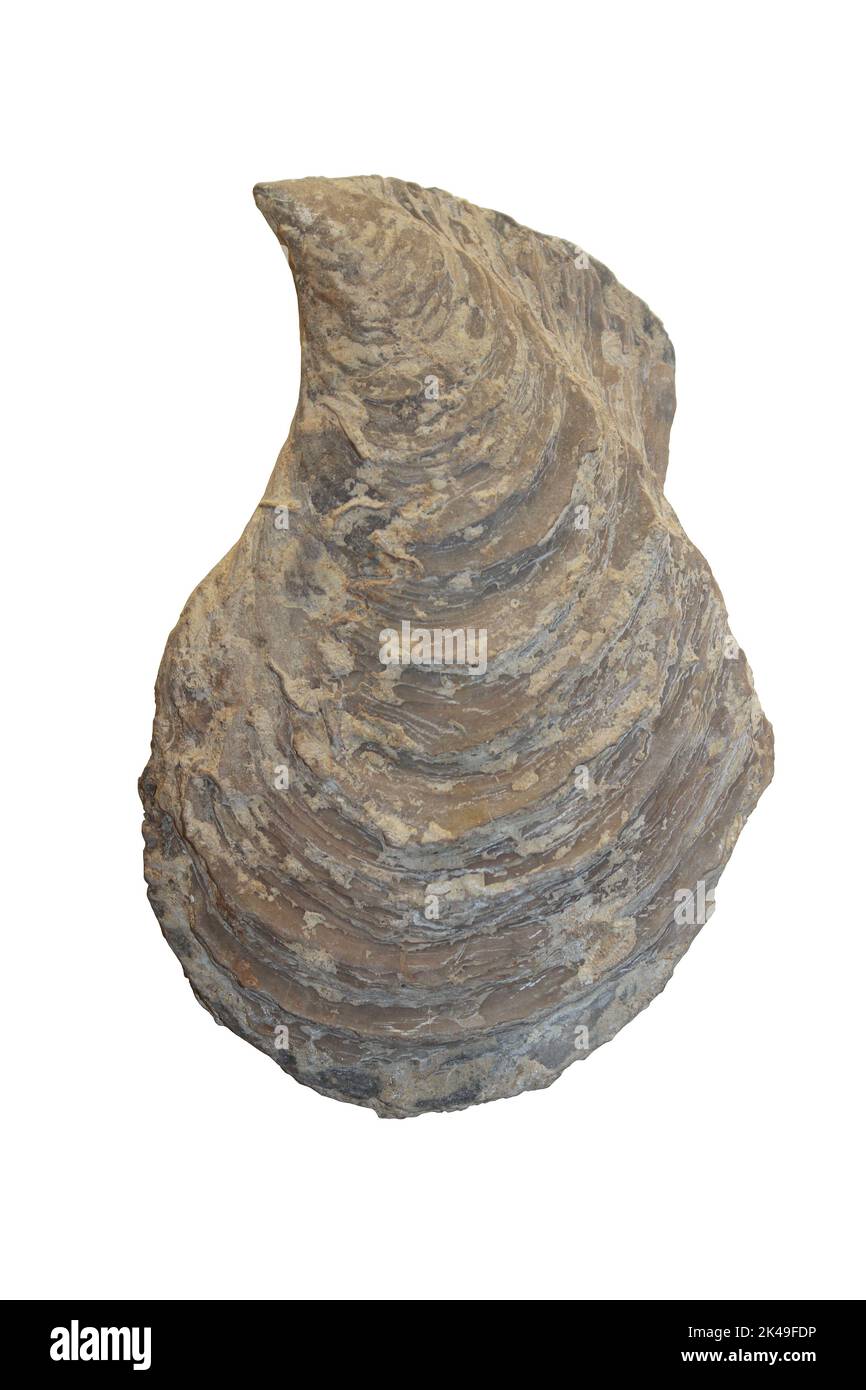 Isognomone isognomonoides immagini e fotografie stock ad alta ...