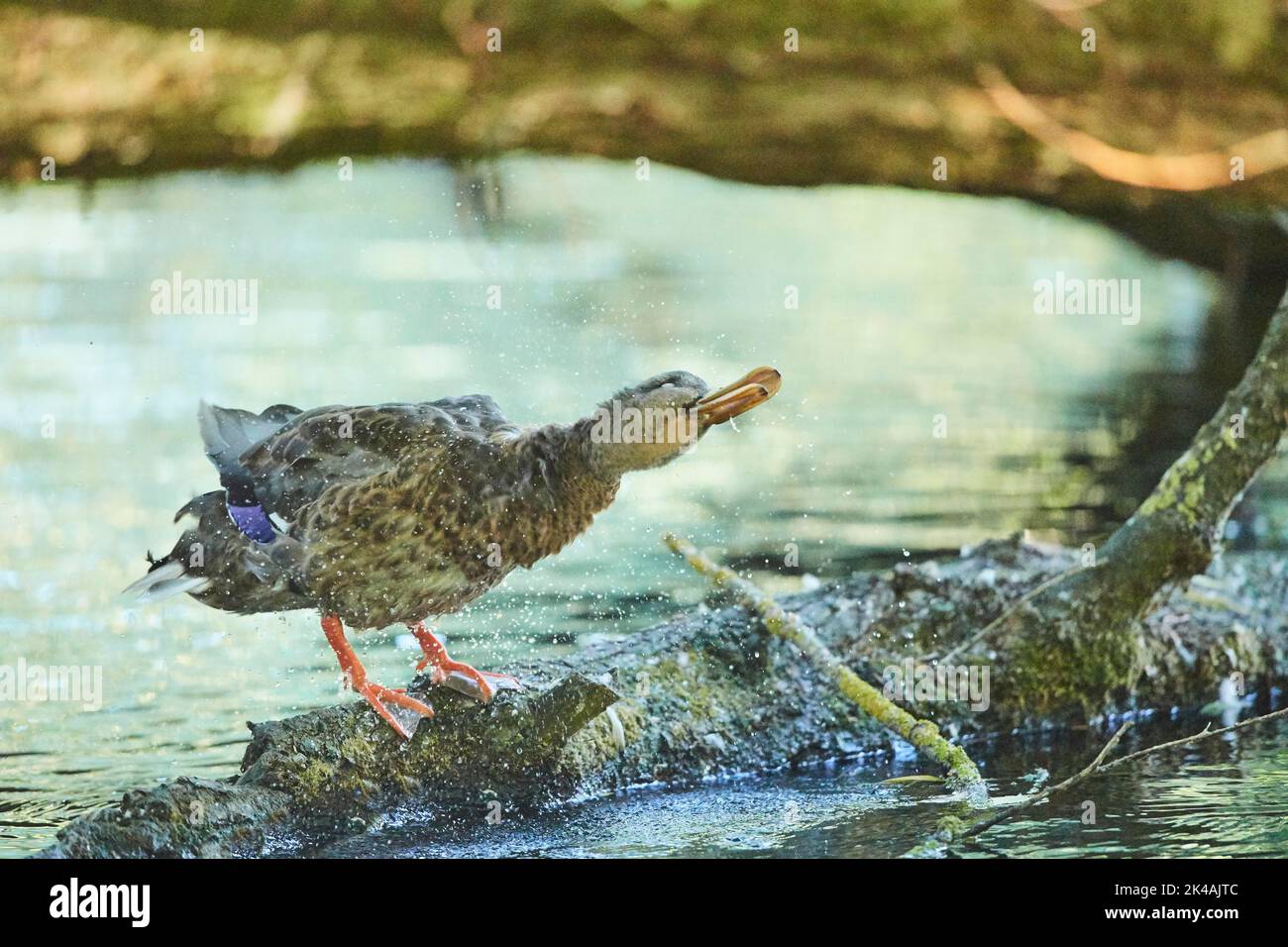 Anatra selvatica (Anas platyrhynchos) femmina in piedi su un vecchio ...
