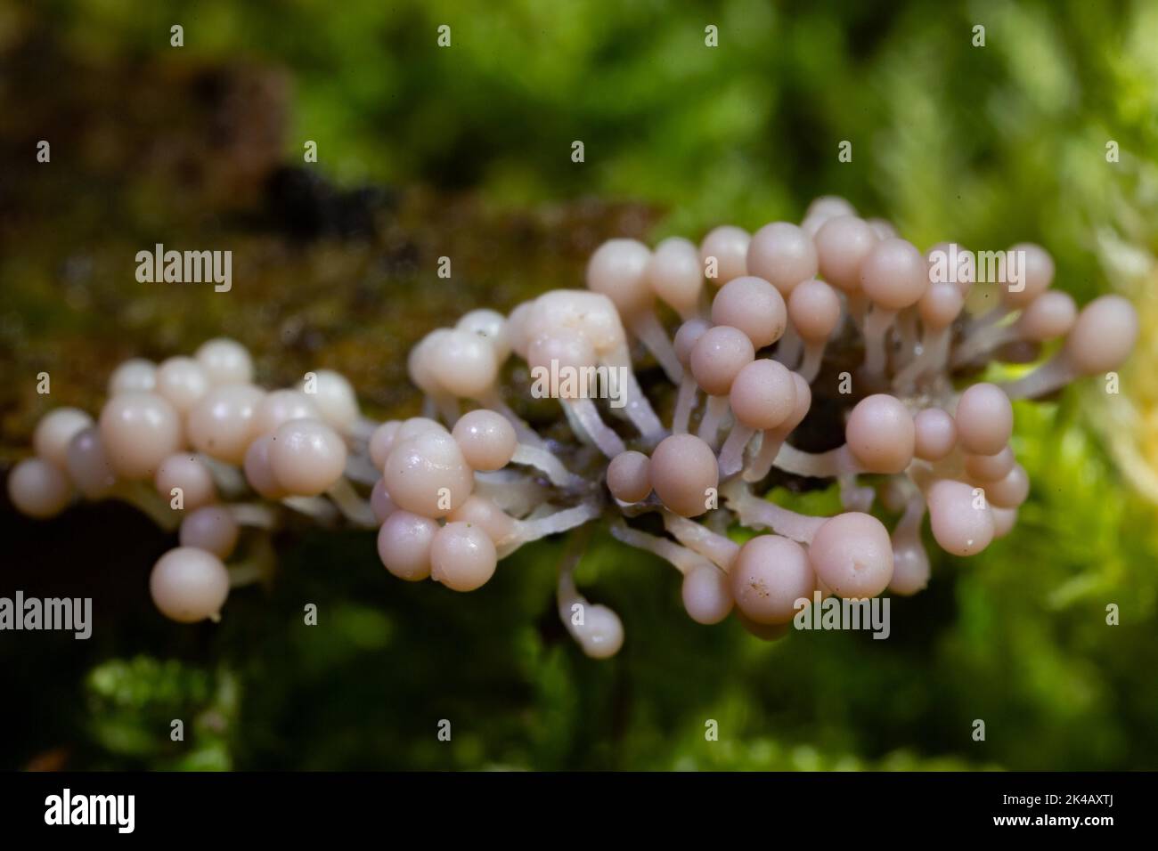 Muffa della melma del gambo immagini e fotografie stock ad alta ...