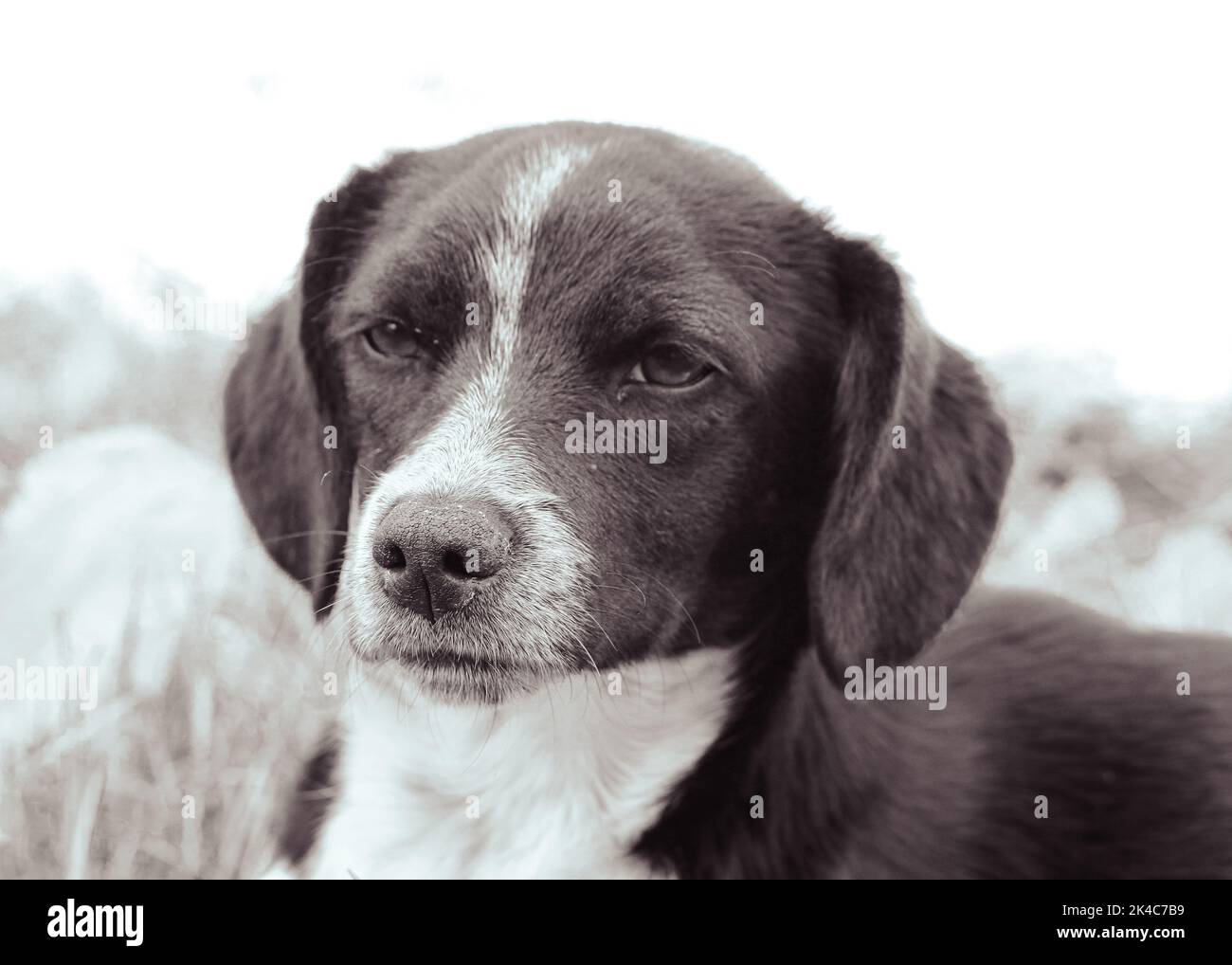 Baffi di cane immagini e fotografie stock ad alta risoluzione - Alamy