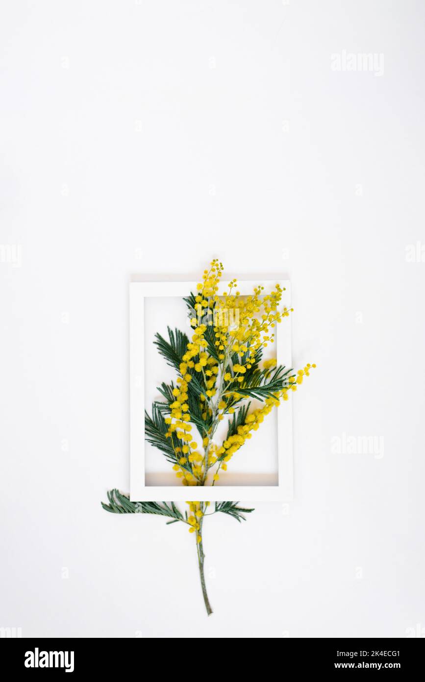 Ramo di mimosa immagini e fotografie stock ad alta risoluzione - Alamy