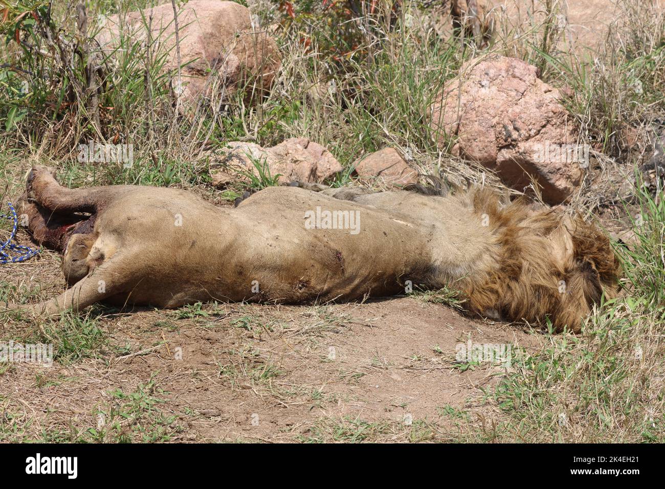 Leone morto immagini e fotografie stock ad alta risoluzione - Alamy