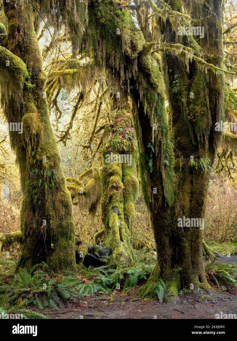 WA22124-00...WASHINGTON - Venerabile, vecchio, alberi di acero di foglia grande visto lungo la ...