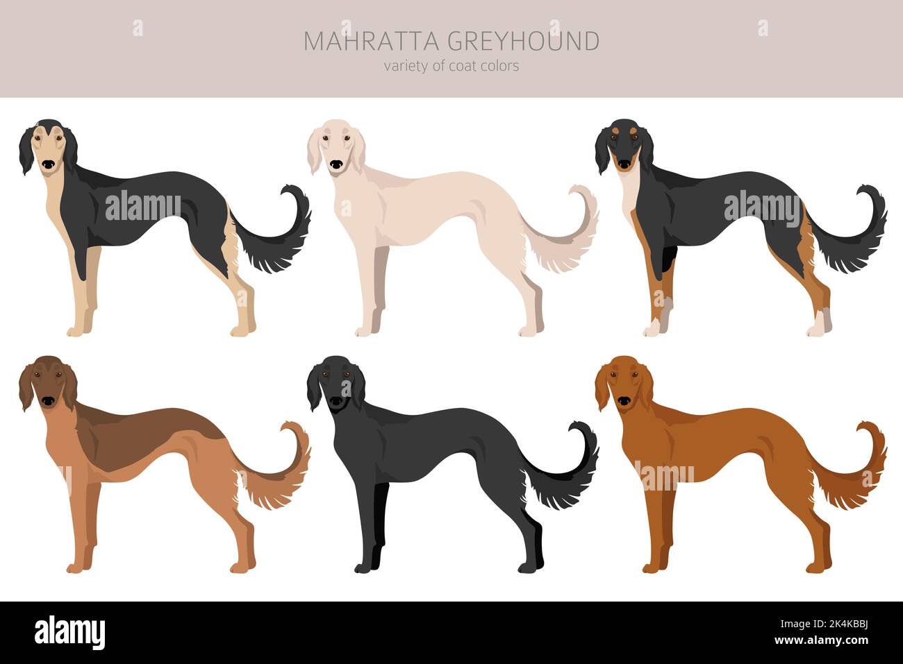 Cappio di levriero di Mahratta. Set di tutti i colori del mantello ...