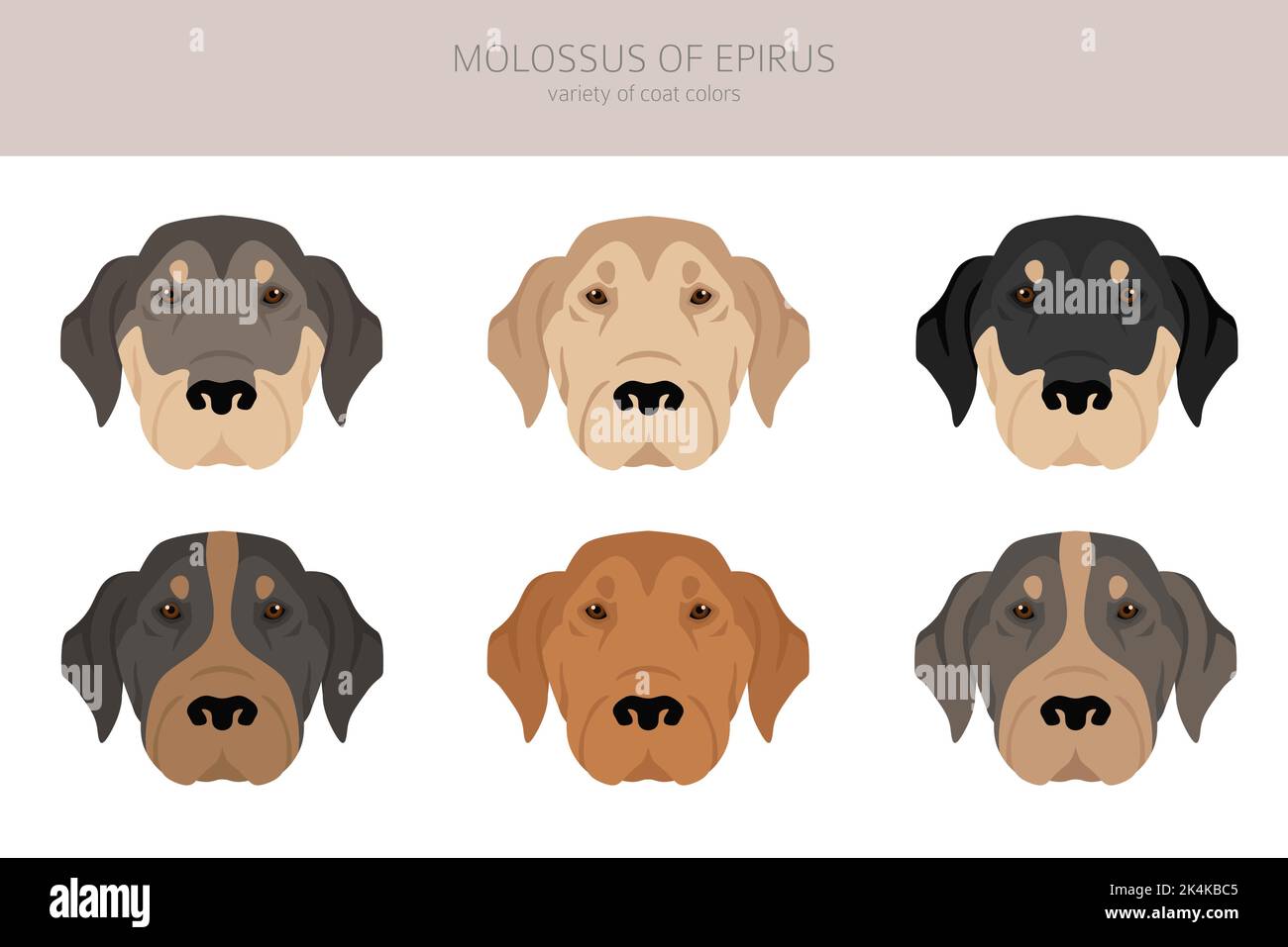 Molosso della clipart di Epiro. Set di tutti i colori del mantello ...