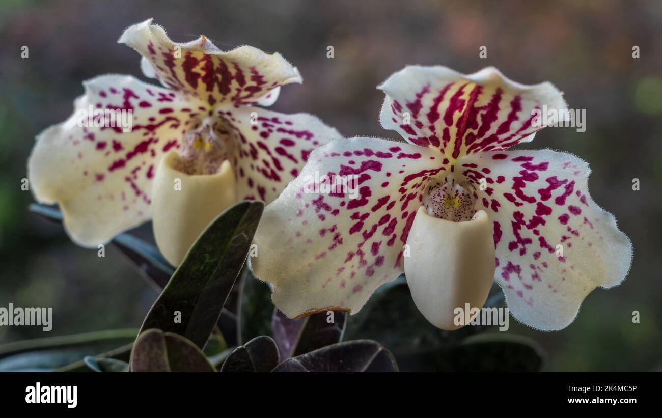 Vista in primo piano dei fiori bianchi e rossi color viola cremosi ...