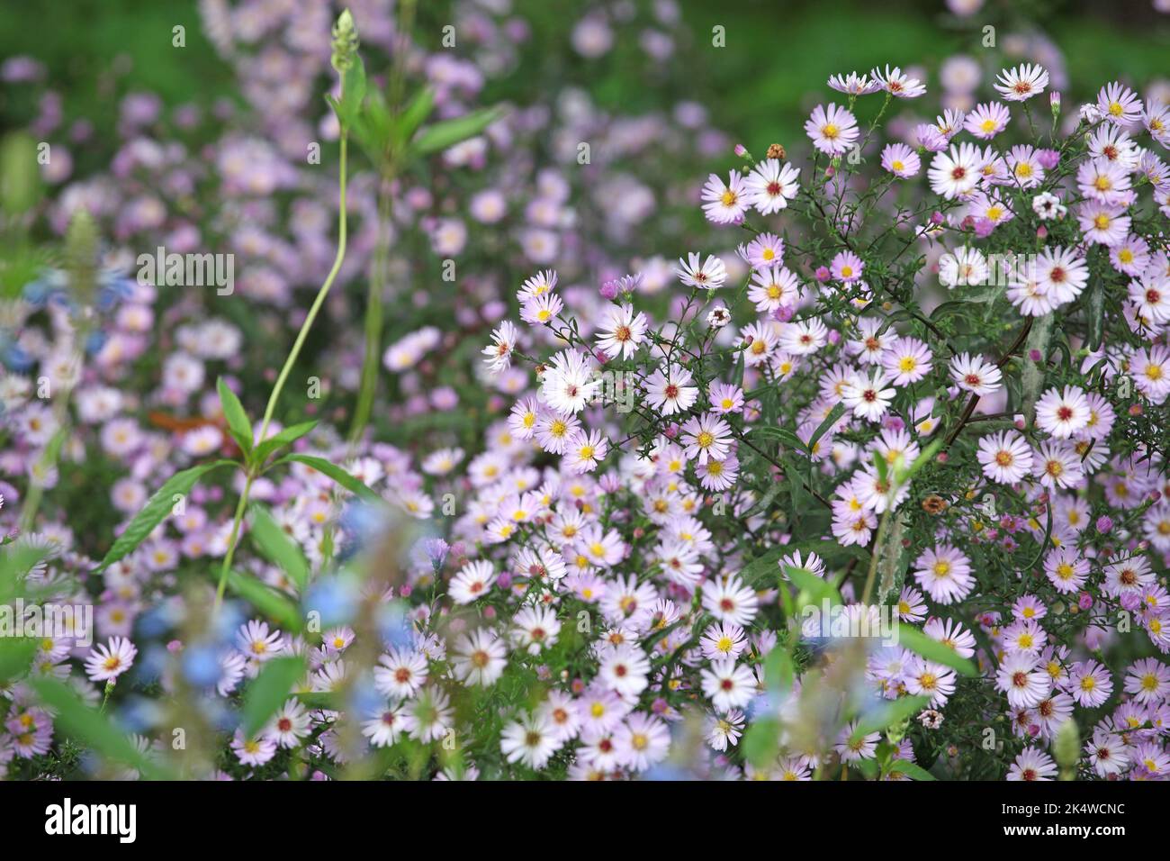 Aster hybrid immagini e fotografie stock ad alta risoluzione - Alamy