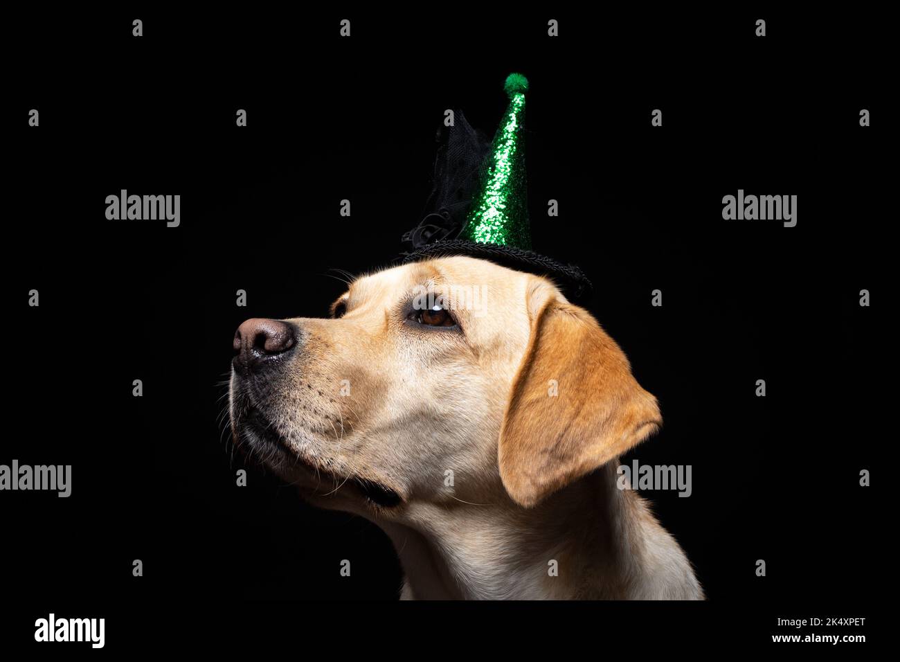 Mascotte di halloween immagini e fotografie stock ad alta risoluzione ...