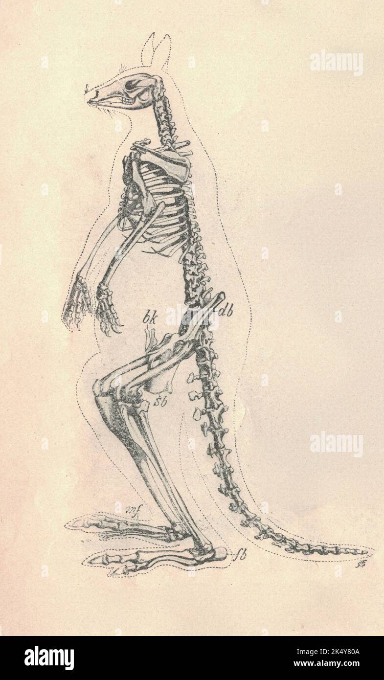 Antica illustrazione incisa dello scheletro di canguro. Illustrazione ...