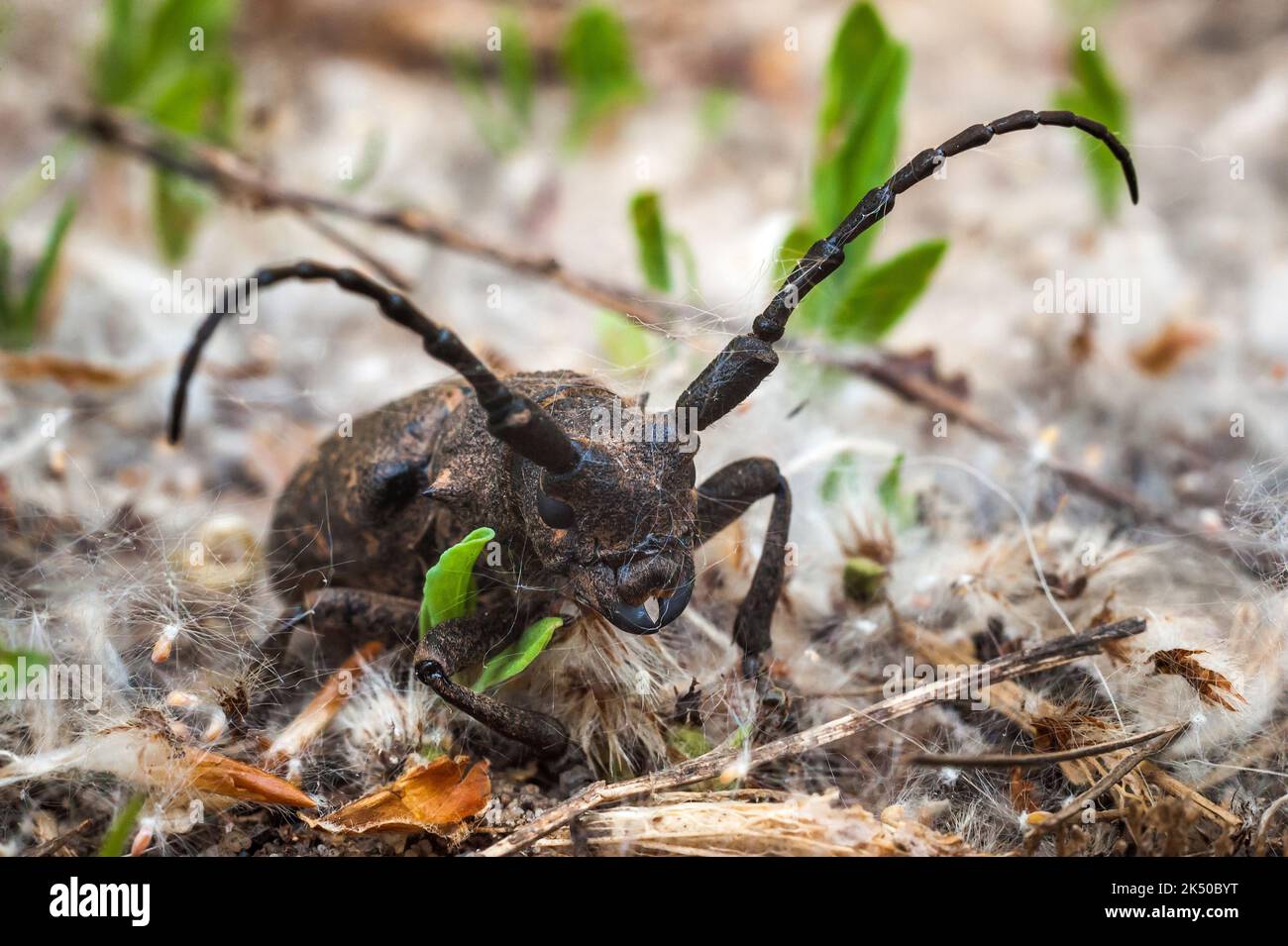 Scarabeo gigante immagini e fotografie stock ad alta risoluzione - Alamy