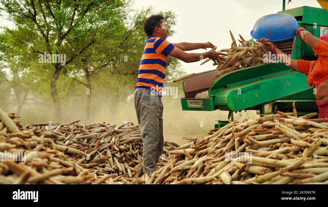 15 agosto 2022, Sikar, India. Trincia semovente con trattore trebbiante ...