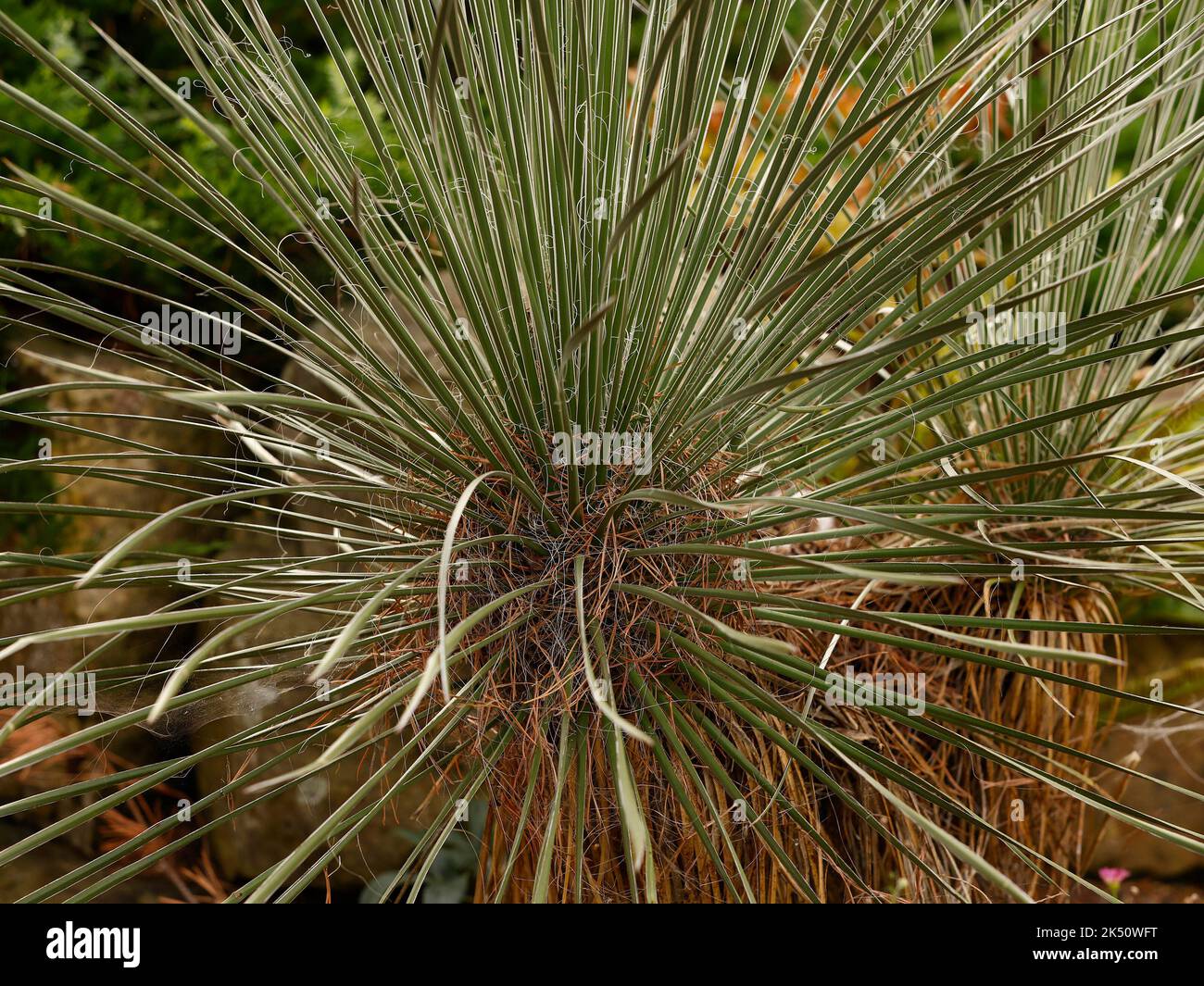 Yucca angustifolia immagini e fotografie stock ad alta risoluzione - Alamy