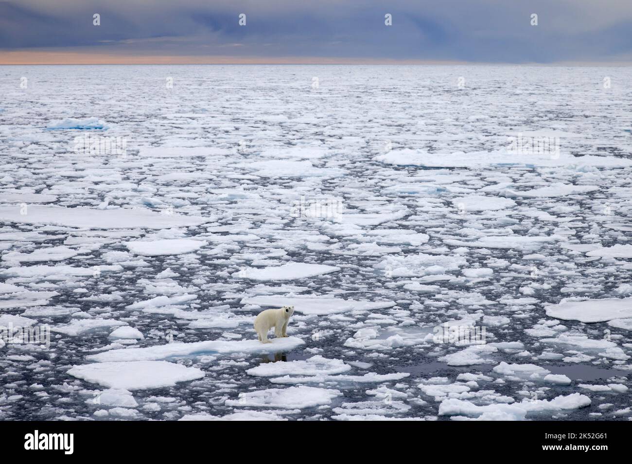 Orso polare di Lone (Ursus maritimus) in piedi su ghiaccio deriva ...
