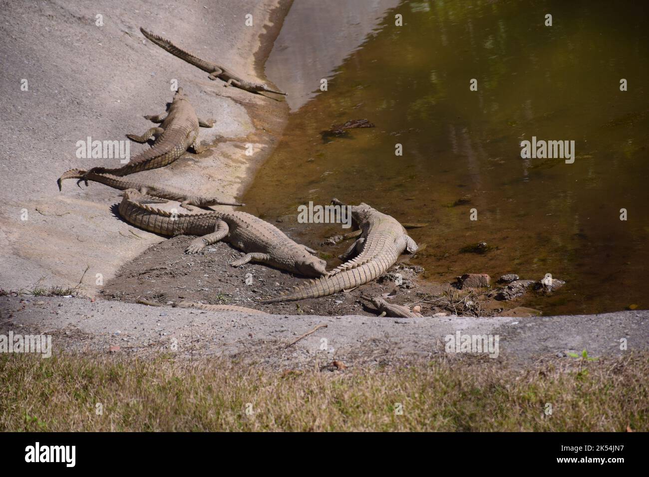 Fauna selvatica animali immagini e fotografie stock ad alta risoluzione ...