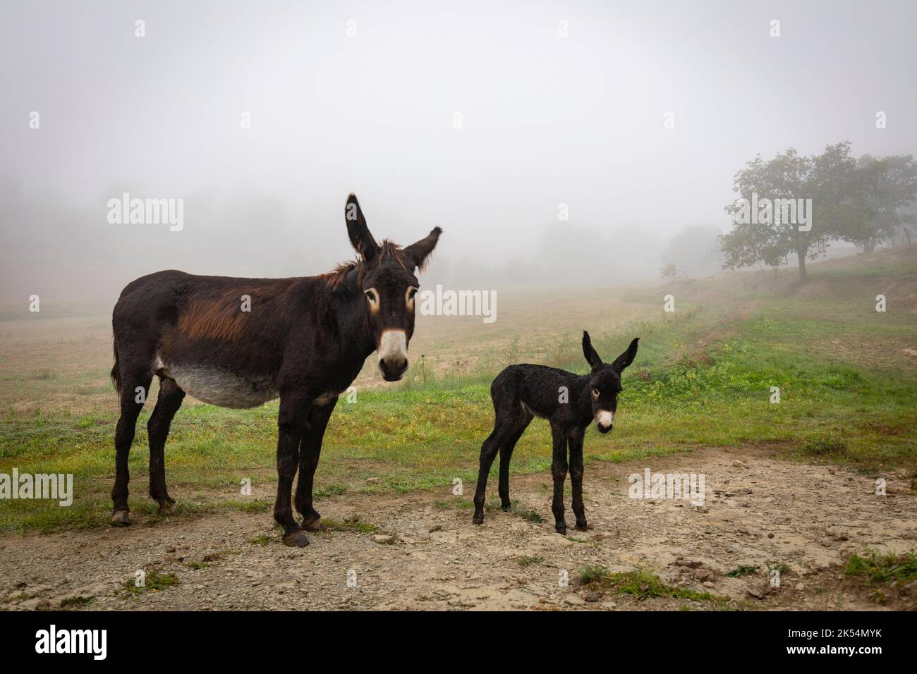 Razza di asino catalano immagini e fotografie stock ad alta risoluzione ...