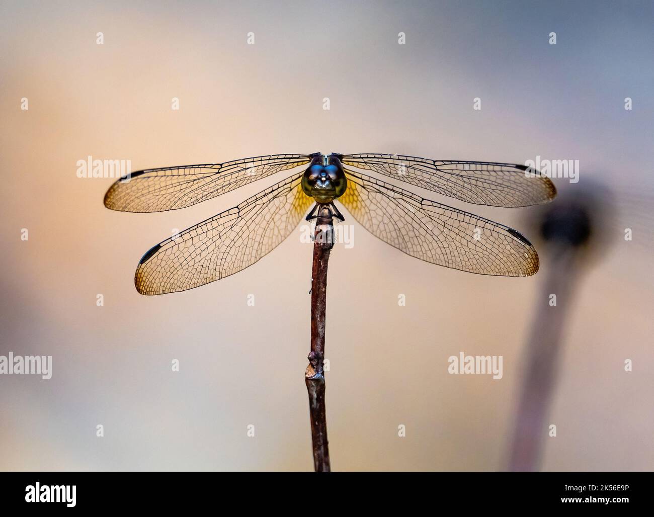 Ali di insetti colorati immagini e fotografie stock ad alta risoluzione ...