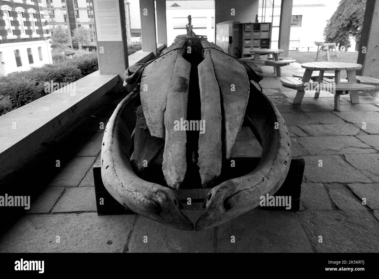 Scheletro di una balenottera comune immagini e fotografie stock ad alta ...