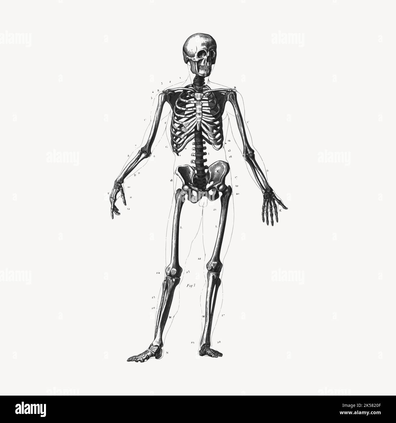 Anatomia antica aveva Immagini Vettoriali Stock - Pagina 3 - Alamy