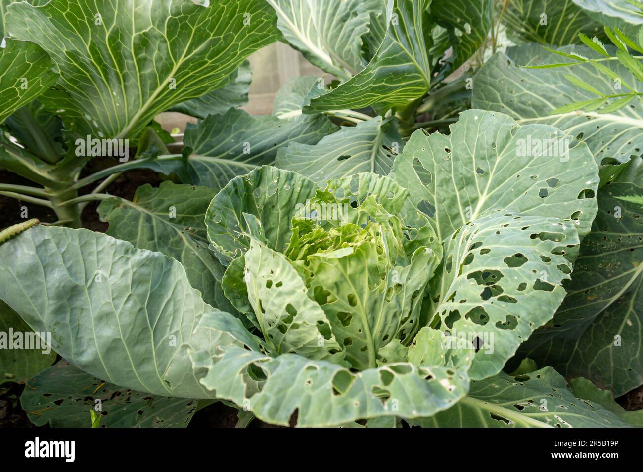 Problema pianta di cavolo immagini e fotografie stock ad alta ...