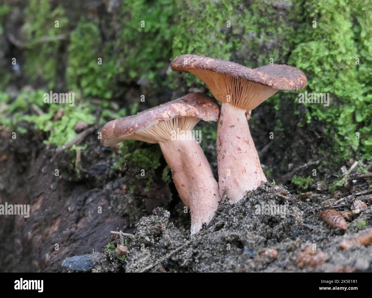 Specie commestibili di funghi immagini e fotografie stock ad alta ...