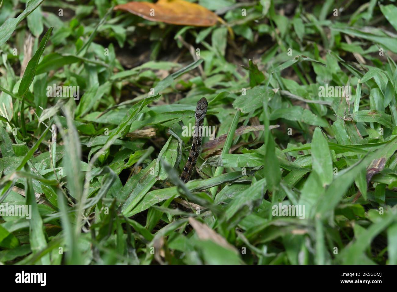 Testa di serpente da dietro immagini e fotografie stock ad alta ...