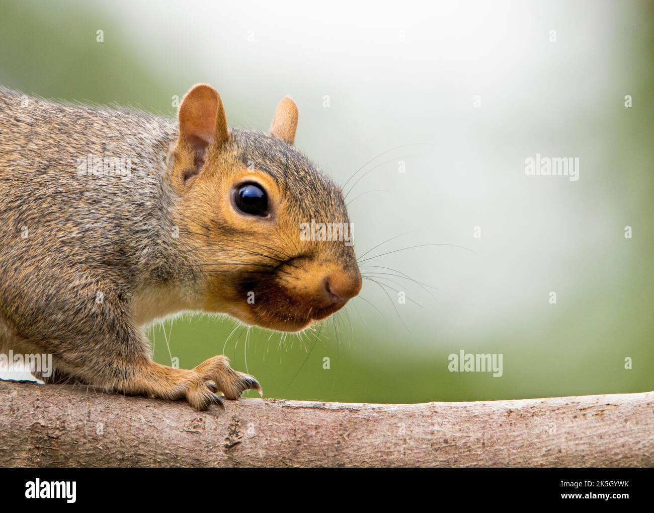 Naso scoiattolo immagini e fotografie stock ad alta risoluzione - Alamy