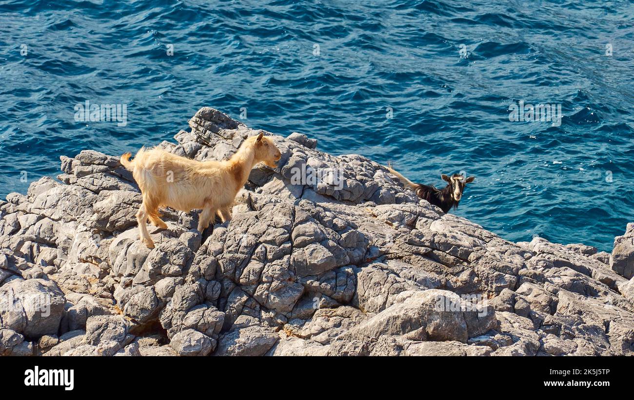 Capre (capra) su rocce grigie direttamente sul mare, penisola Rodopou ...