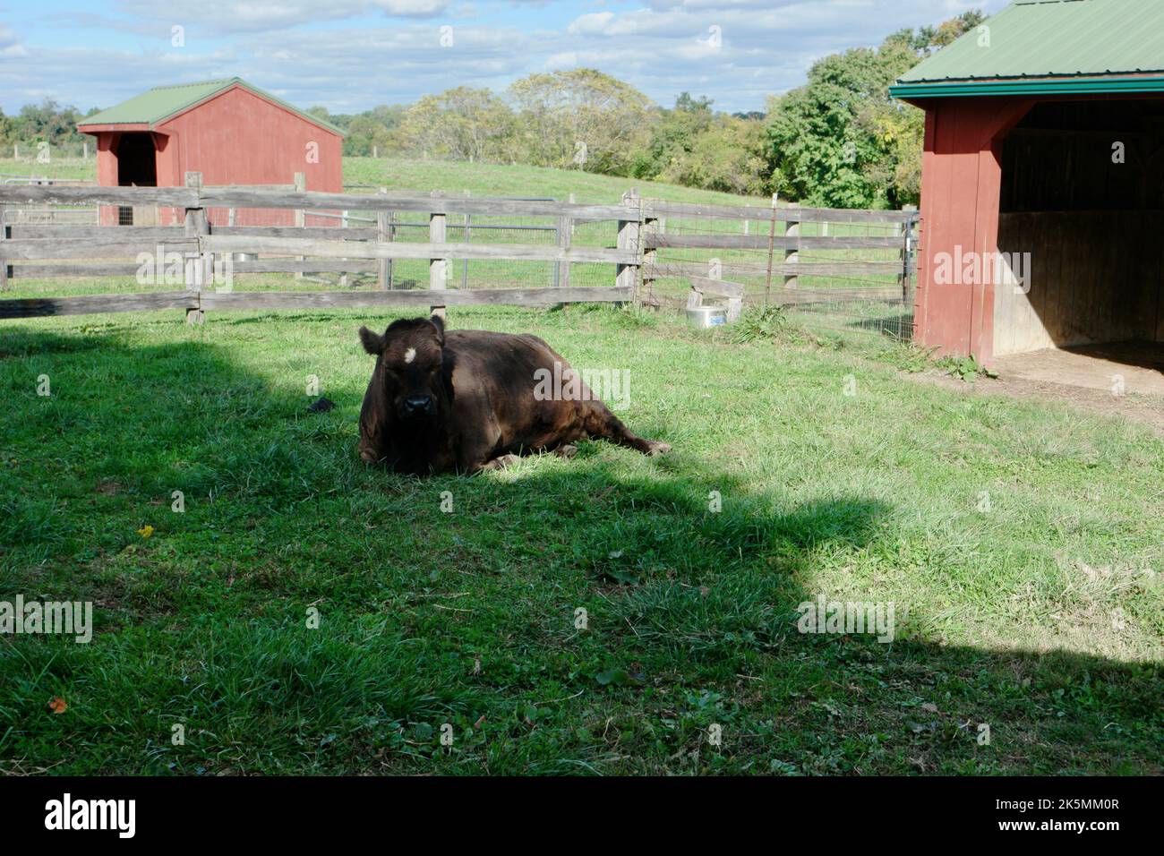 Mucca che dorme immagini e fotografie stock ad alta risoluzione - Alamy