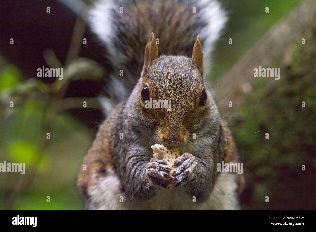 Agosto 2022 scoiattolo britannico immagini e fotografie stock ad alta ...