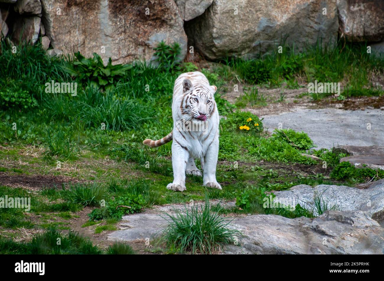 Tigre animale immagini e fotografie stock ad alta risoluzione - Alamy