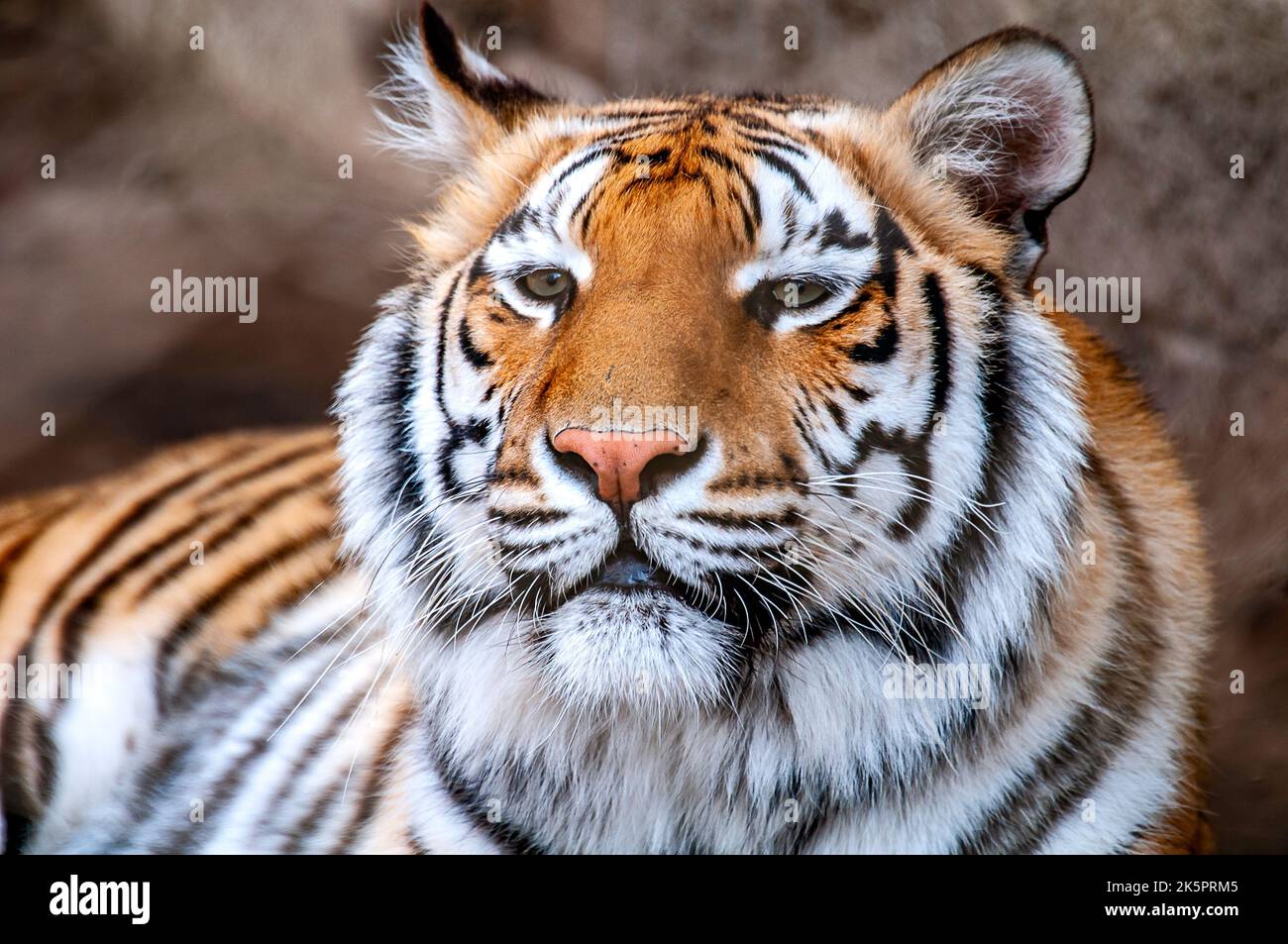 Sagoma della tigre immagini e fotografie stock ad alta risoluzione - Alamy