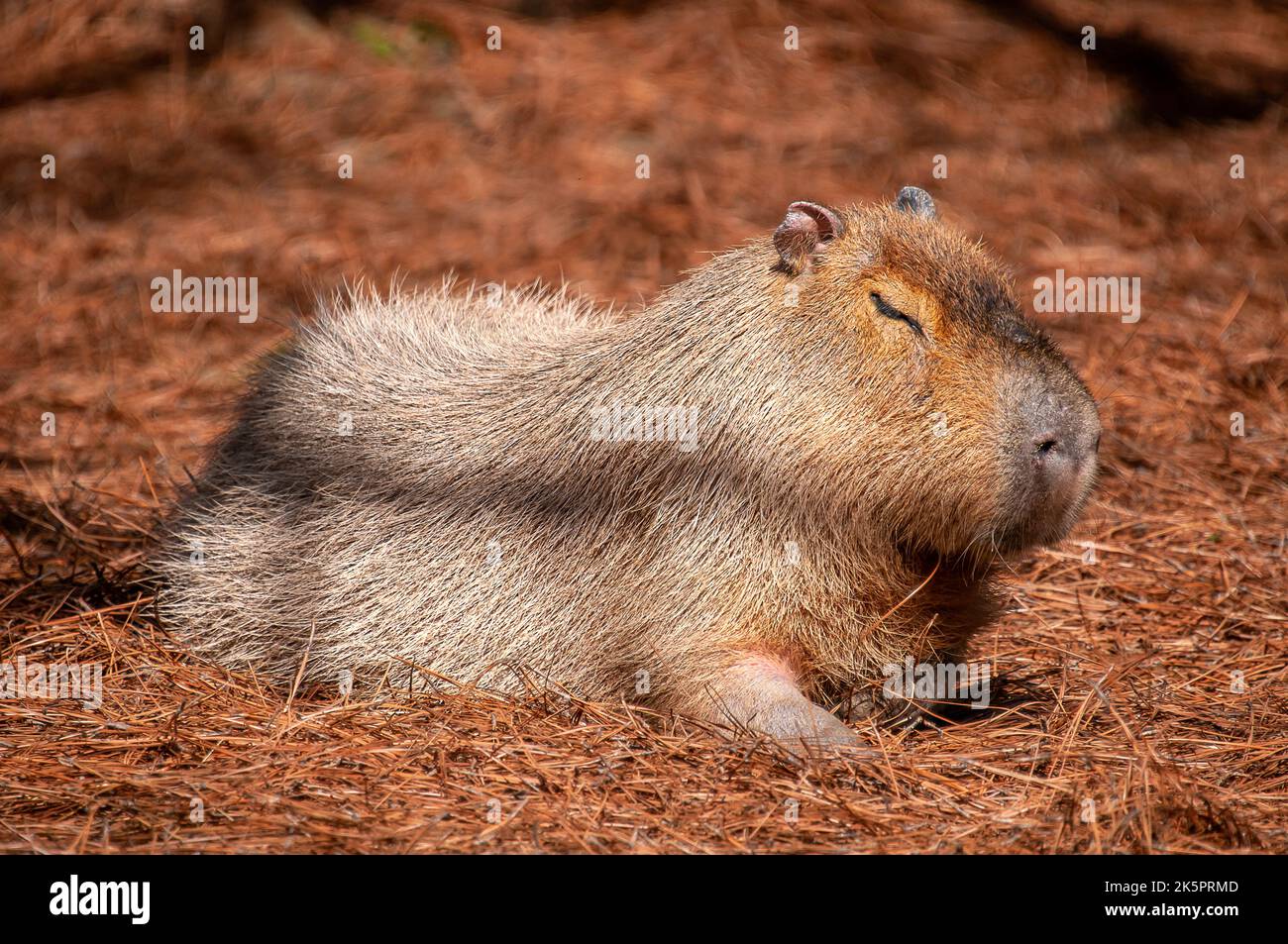Animale capibara immagini e fotografie stock ad alta risoluzione - Alamy