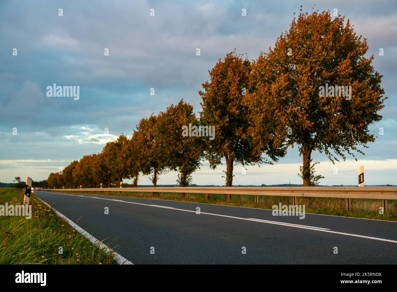 Alberi sul ciglio della strada immagini e fotografie stock ad alta ...