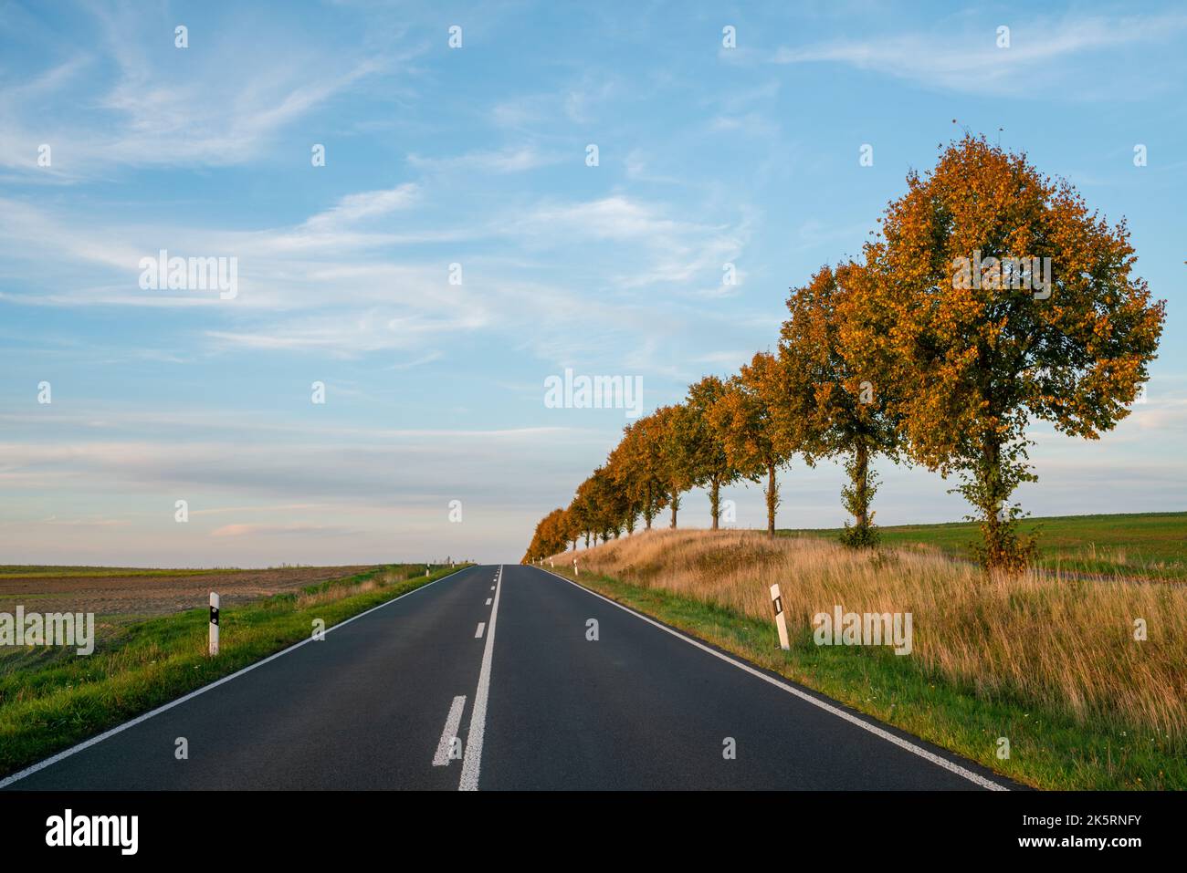 Alberi sul ciglio della strada immagini e fotografie stock ad alta ...