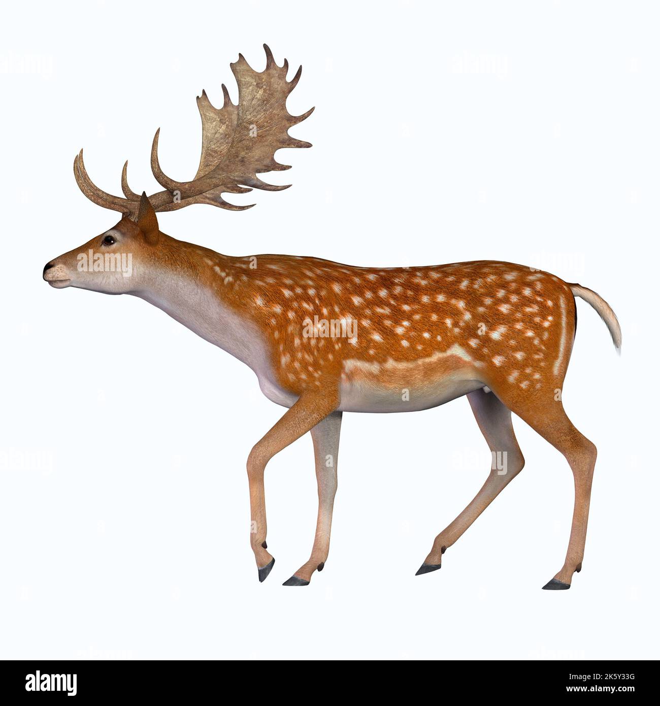 Il daino può essere rintracciato nel periodo del Pleistocene e la ...