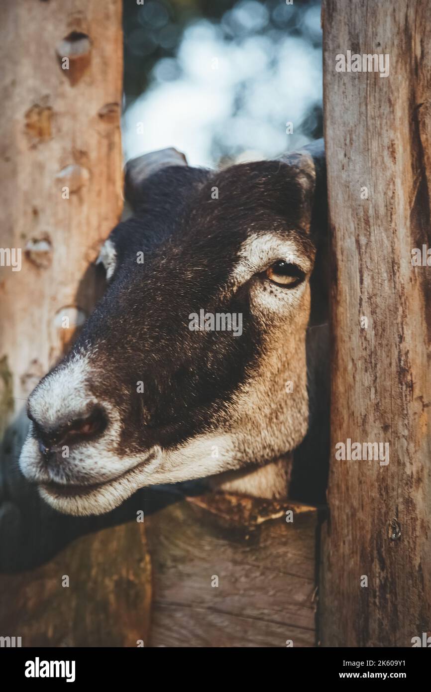 Stalla per le pecore immagini e fotografie stock ad alta risoluzione ...