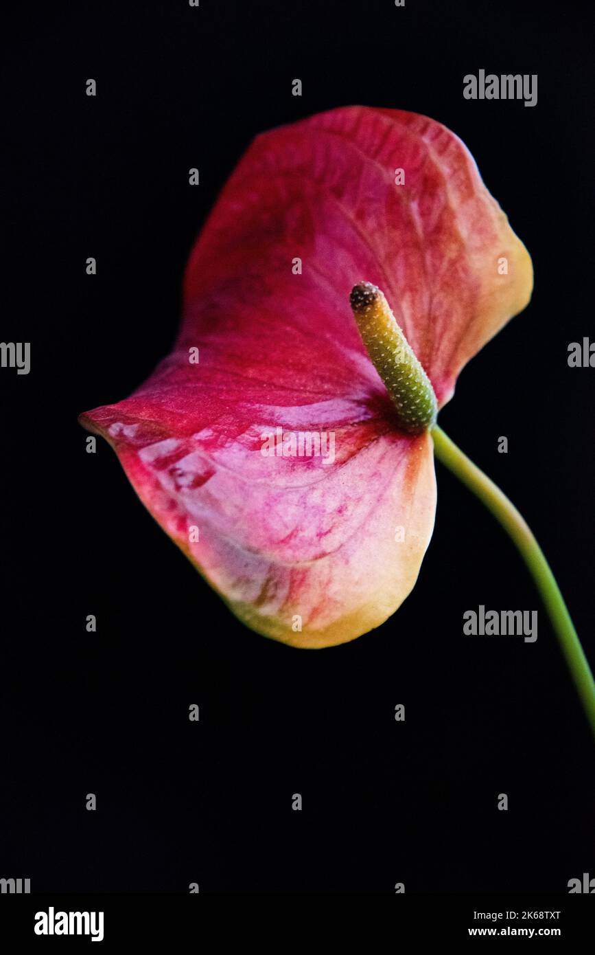Corolla di fiori immagini e fotografie stock ad alta risoluzione - Alamy