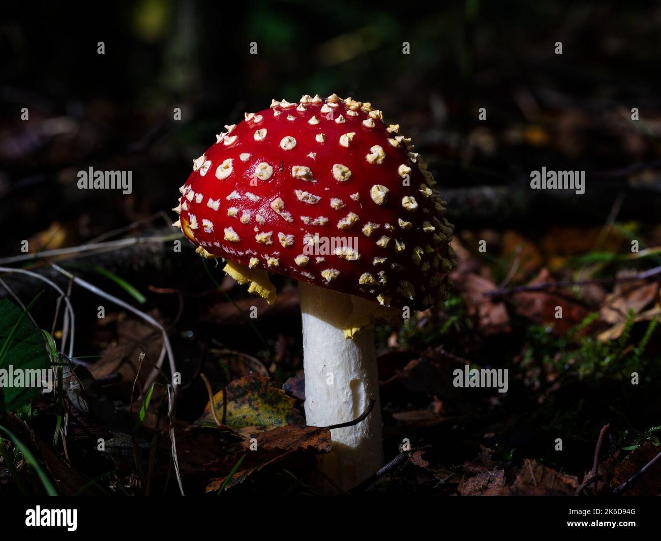 Fungo di muscaria dell'amanita in un terreno boscoso in autunno ...