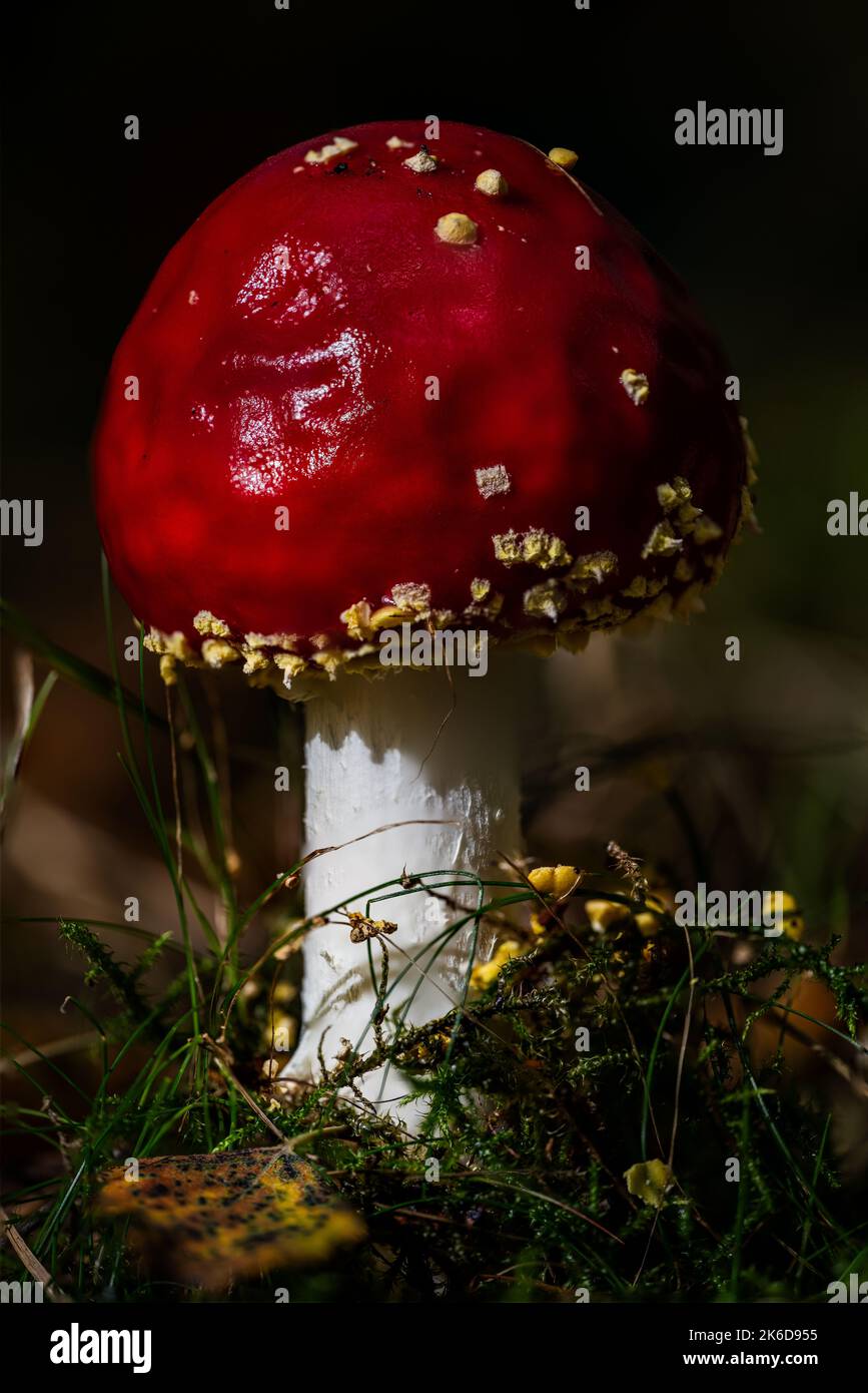 Fungo di muscaria dell'amanita in un terreno boscoso in autunno ...