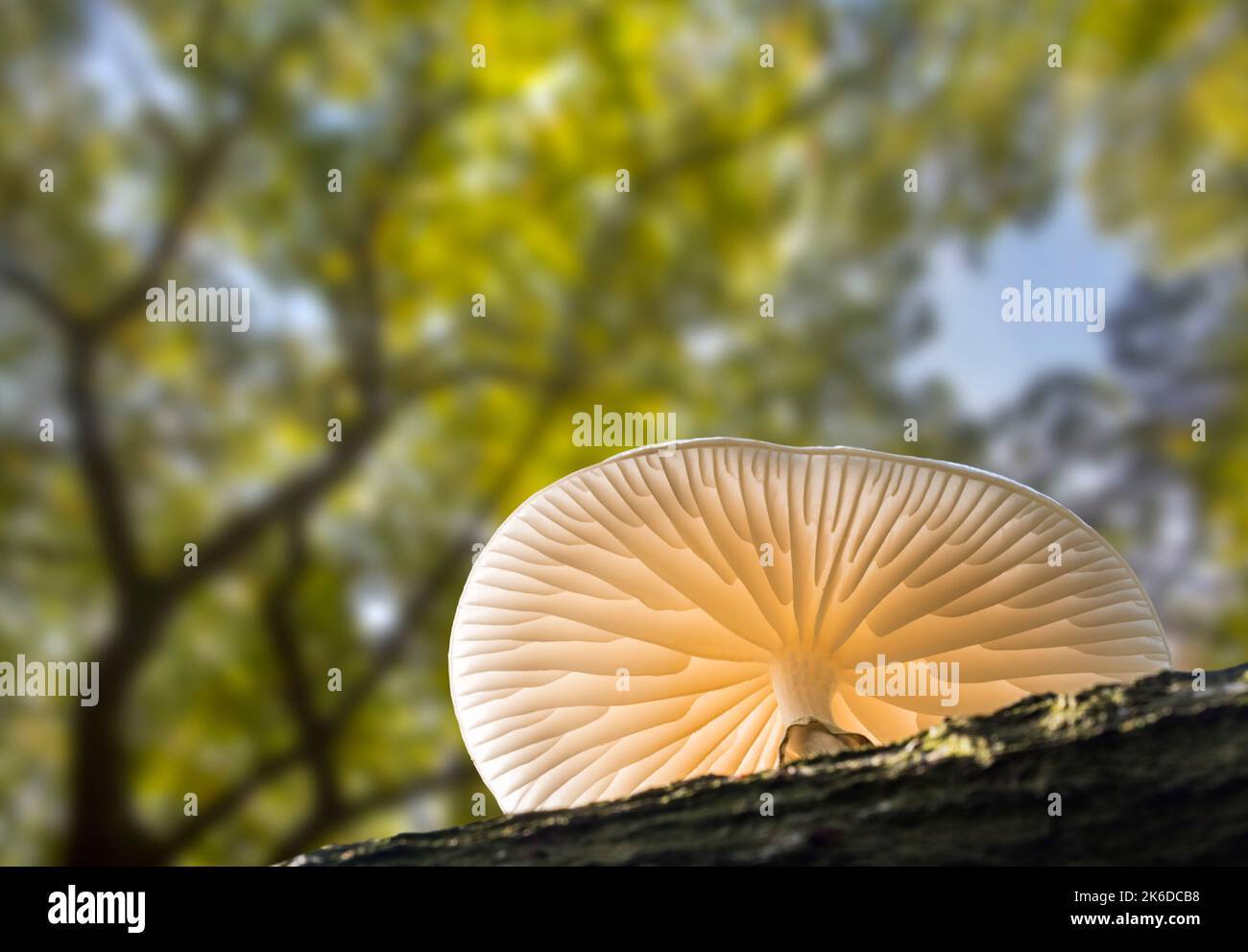 Mostrando branchie immagini e fotografie stock ad alta risoluzione - Alamy