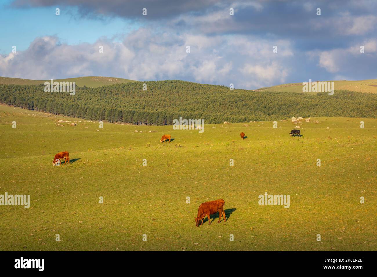 Mucche nel paesaggio della pampa immagini e fotografie stock ad alta ...