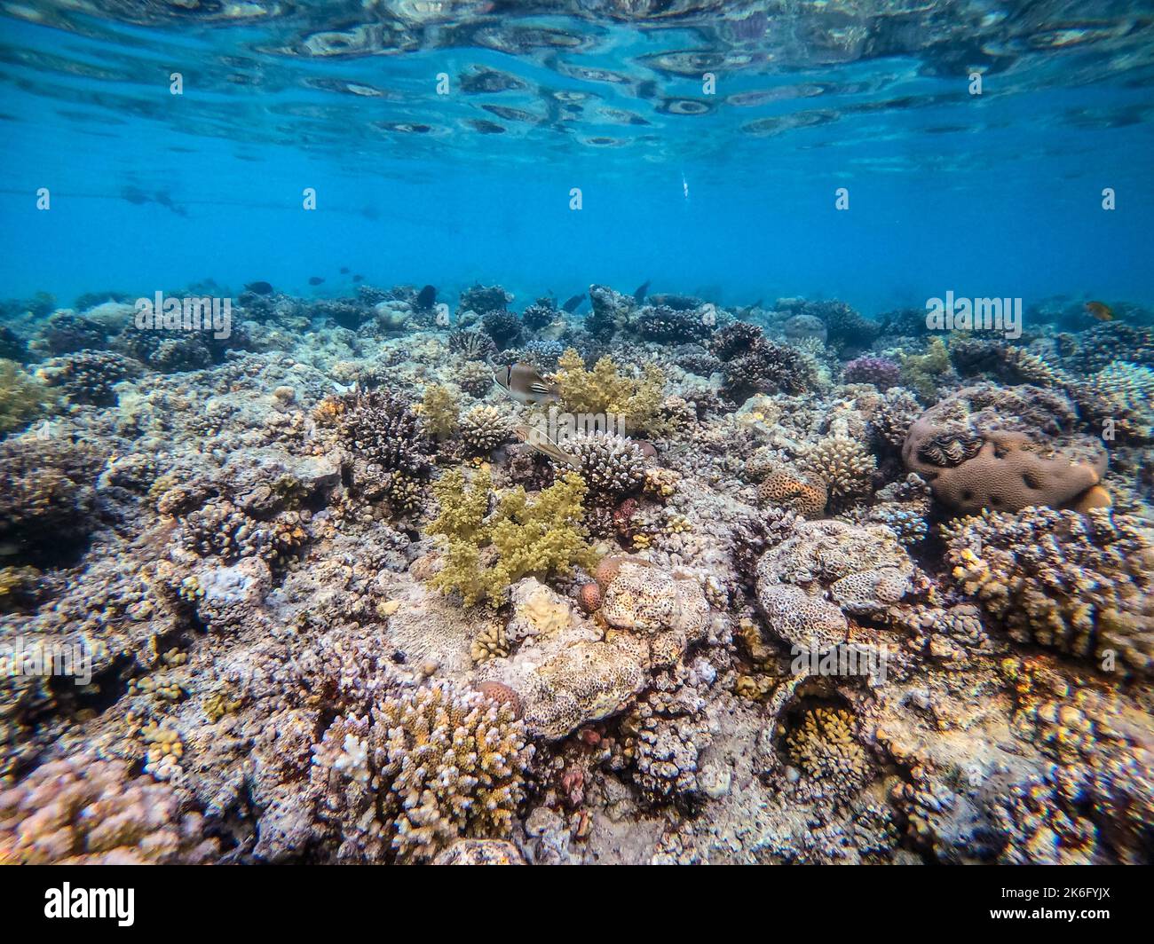 Vista panoramica subacquea della barriera corallina con pesci tropicali ...