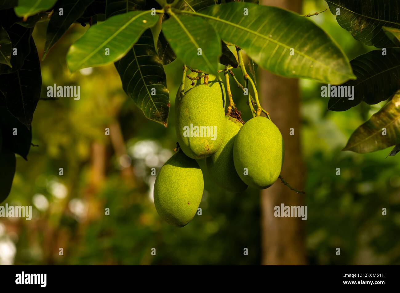 Mango tree mangifera indica fruits immagini e fotografie stock ad alta ...