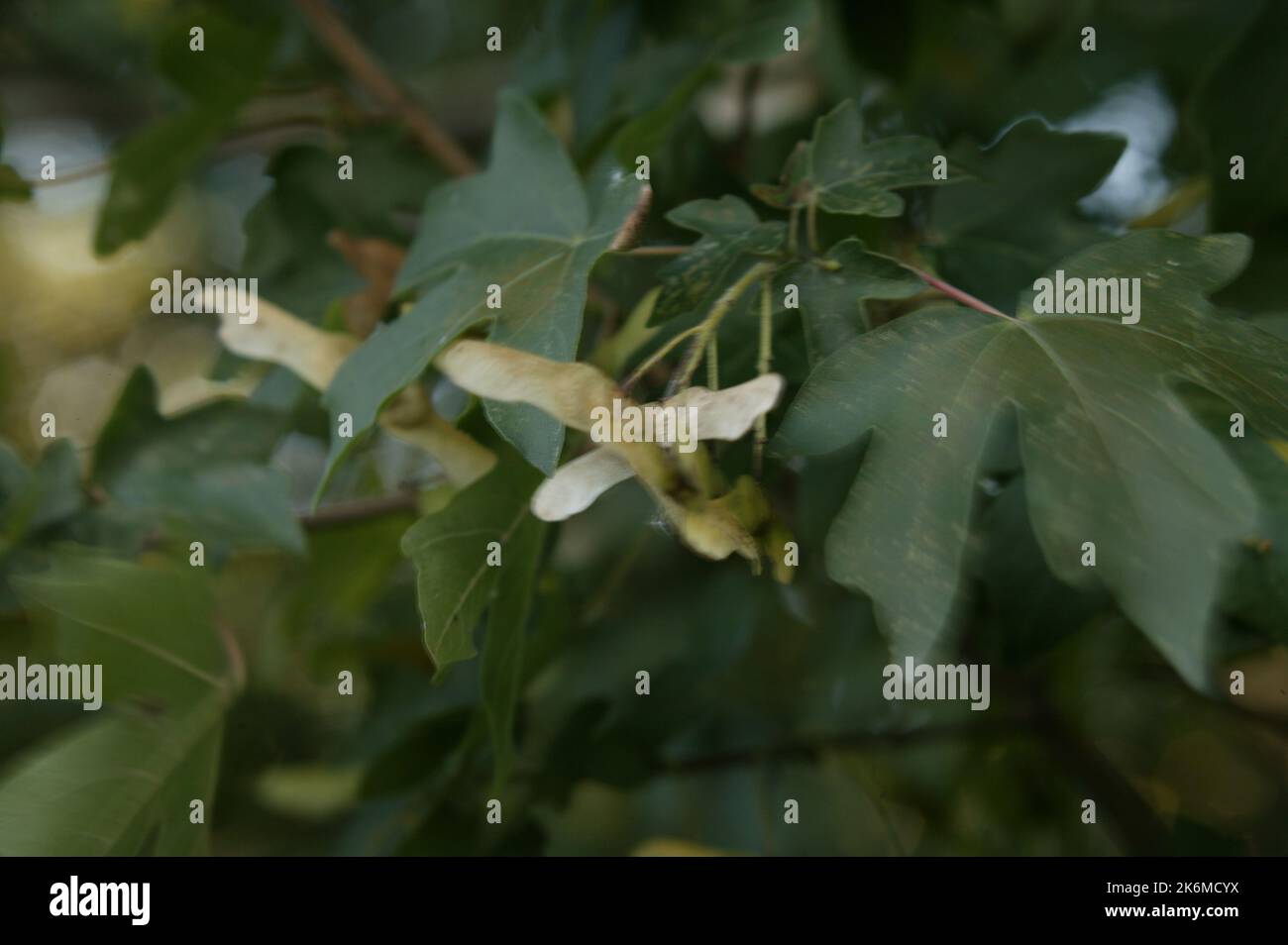 Field maple seeds immagini e fotografie stock ad alta risoluzione - Alamy